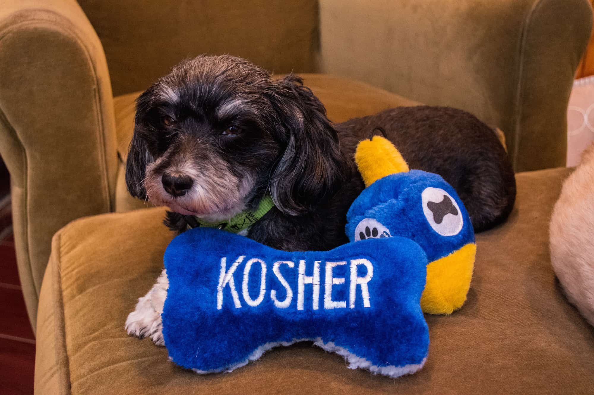 Chanukah Dog Costume